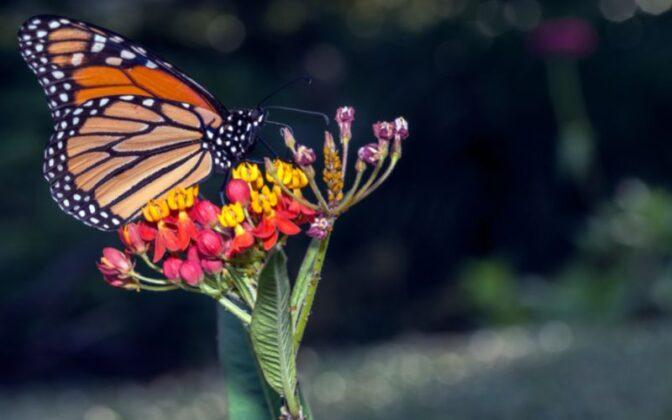 Lepidoptera: qué es, características, hábitat, reproducción, ciclo de vida