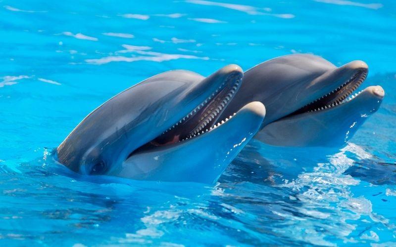 Delfines: qué son, características, clasificación, hábitat, reproducción