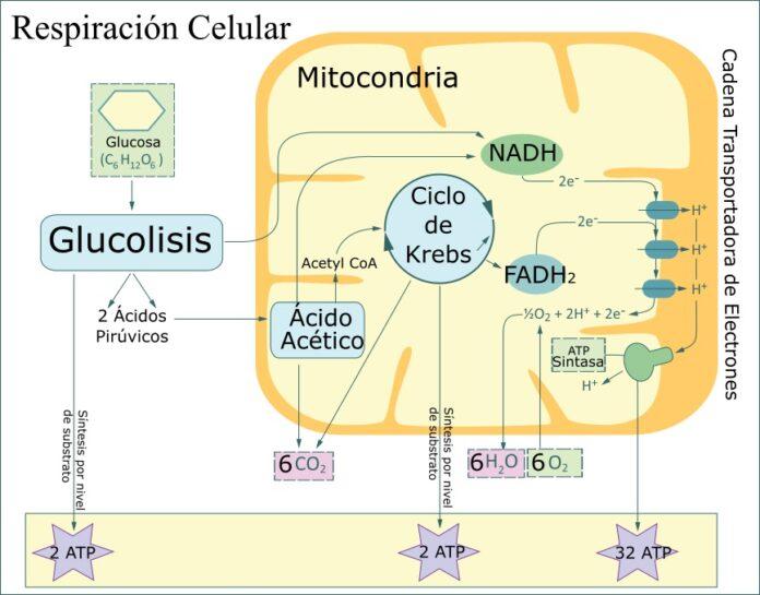 Respiración anaerobia: qué es, características, ejemplos, tipos