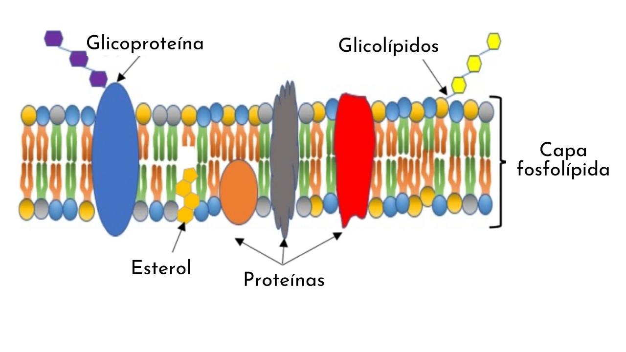 Desenho Do Mosaico Fluido - RETOEDU