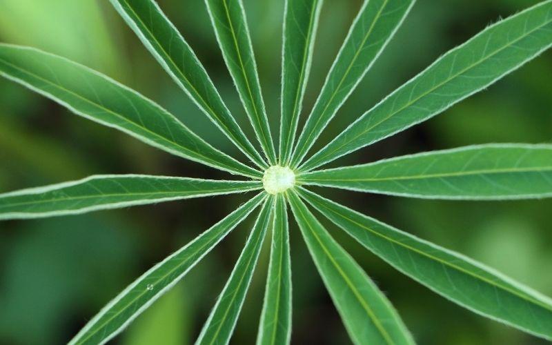 Simetría radial: qué es, ejemplos y diferencias con simetría bilateral