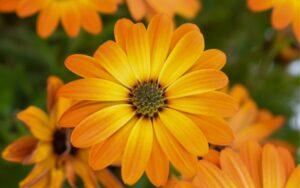 Calendula officinalis: qué es, características, cultivo, aplicaciones