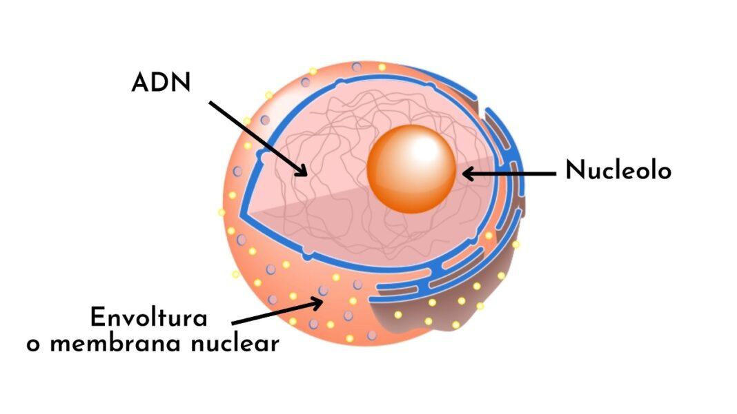 Envoltura nuclear: qué es, características, función, composición