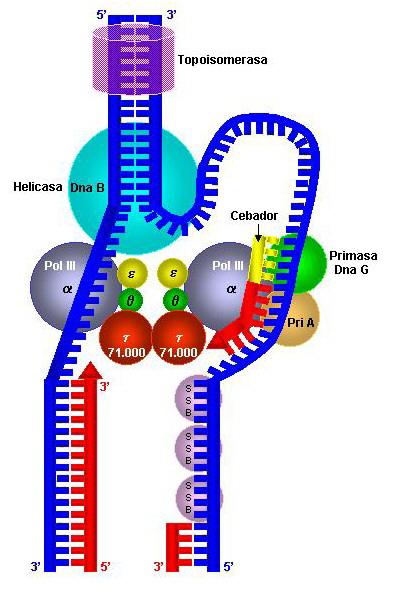 Primosoma: qué es, componentes, funciones y aplicaciones