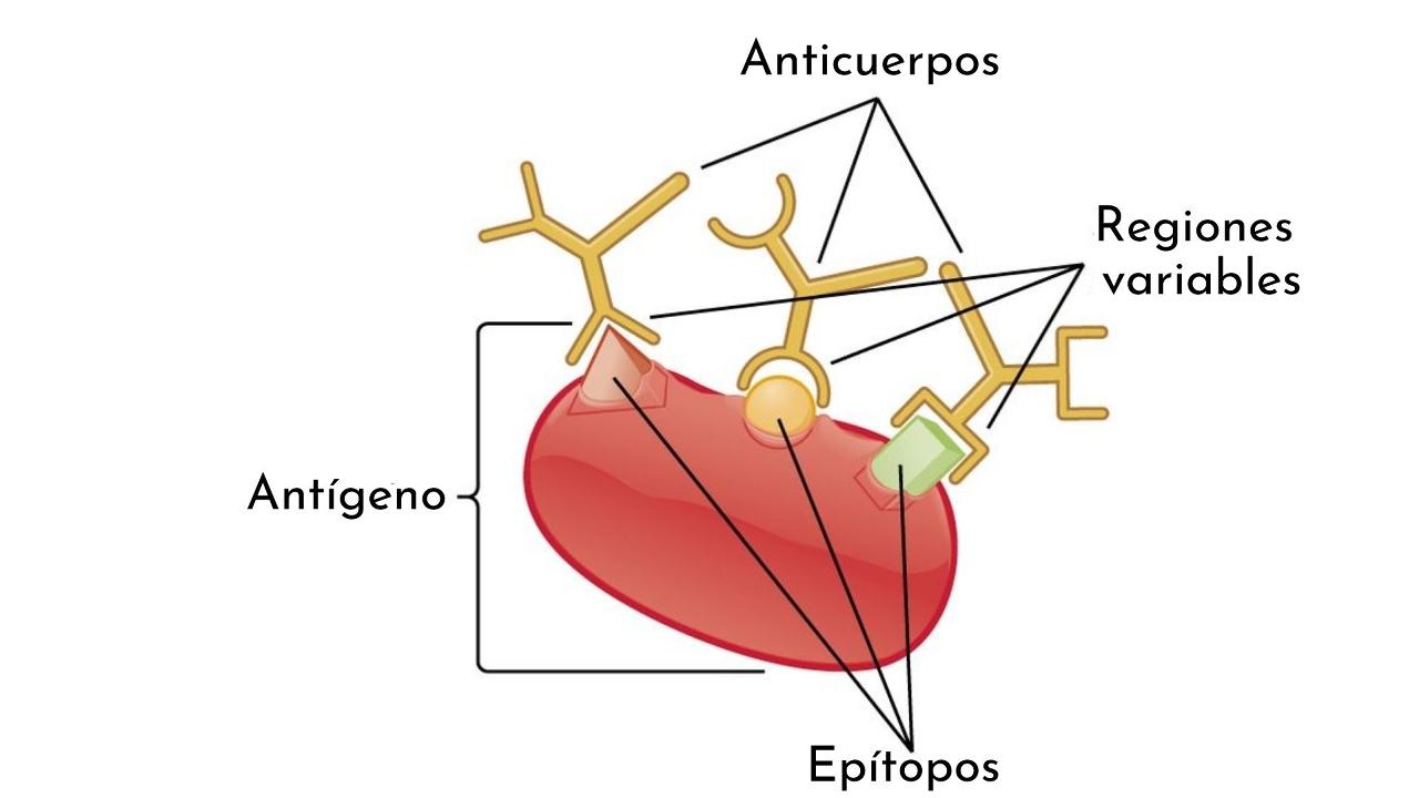 Epítopos: qué son, definición, tipos