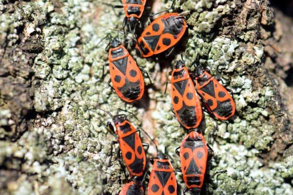 Variabilidad genética: qué es, causas, fuentes y ejemplos