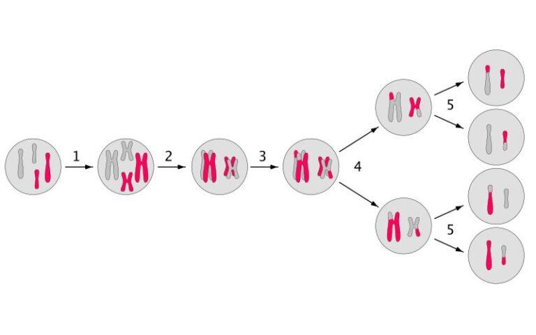¿Qué es la anafase?