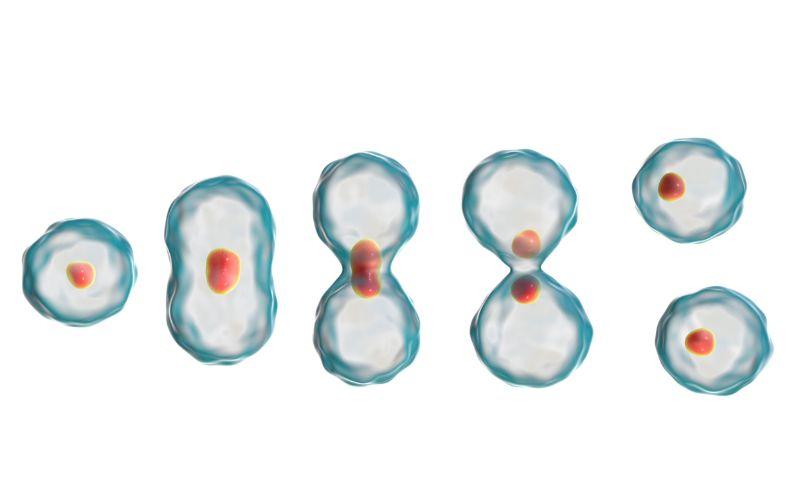 Cariocinesis: qué es, definición, etapas y sus características