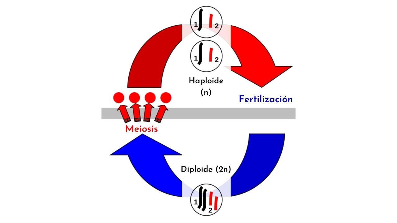 ¿Qué son las células diploides?