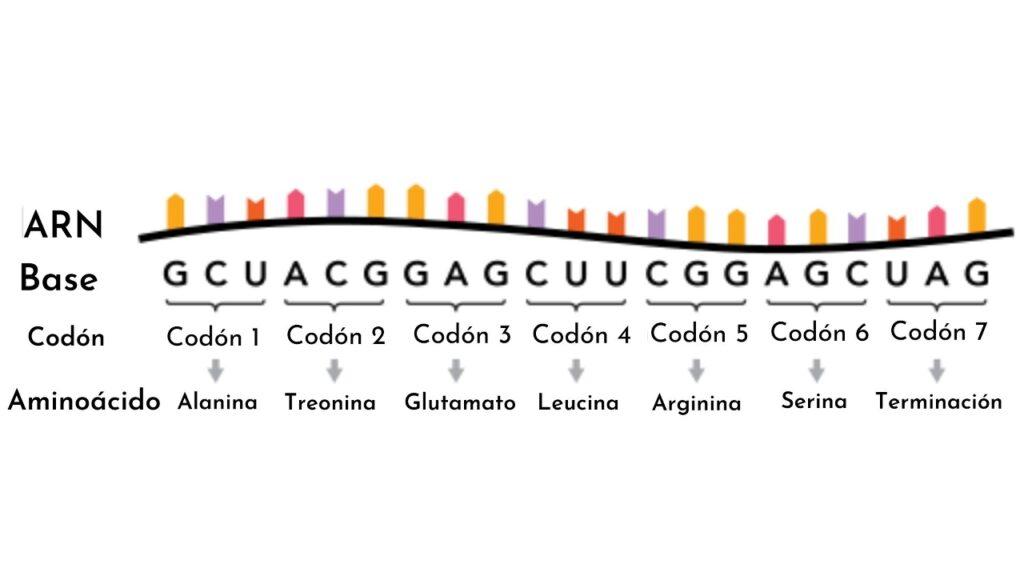 ¿Qué es un codón? (Genética)