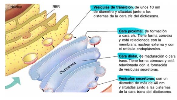 Dictiosomas: estructura y funciones