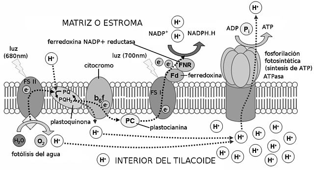 ¿Qué es la fotólisis?