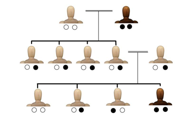 Herencia multifactorial: qué es, factores y ejemplos