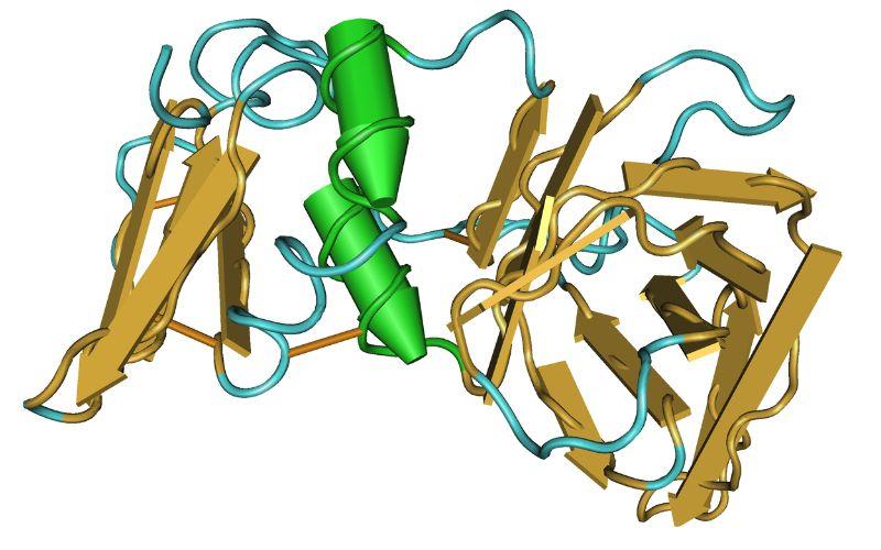 Metaloproteinasas: qué son, características, funciones, tipos, usos