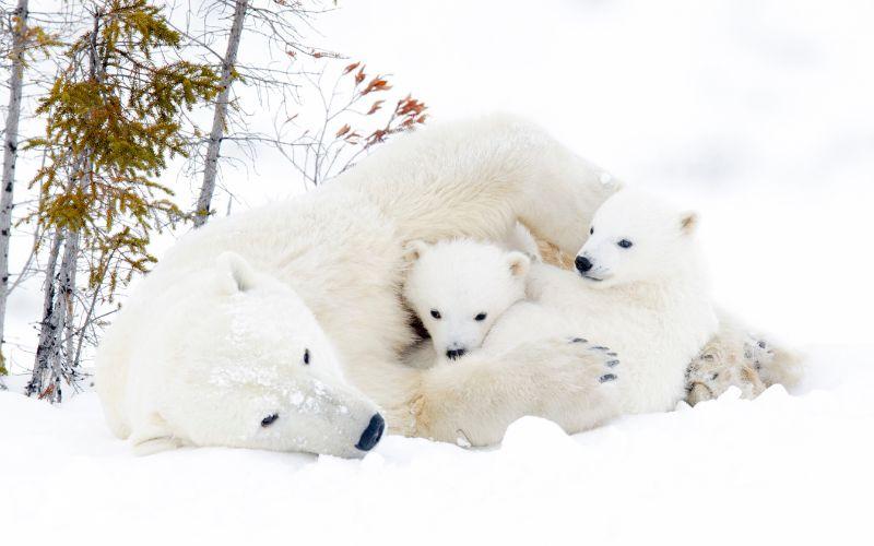 Oso polar: qué es, características, hábitat, alimentación, reproducción