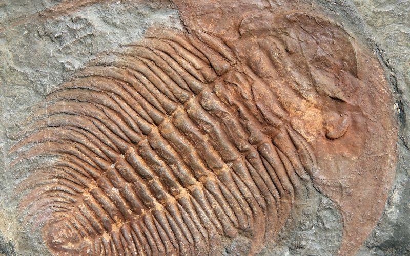 Periodo Ordovícico: qué es, características, geología, fauna, flora