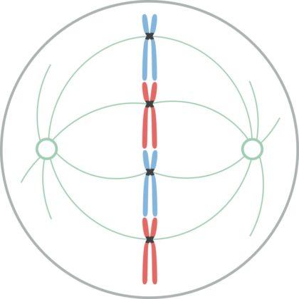 Metafase: qué es, en mitosis y en meiosis