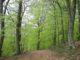 Bosque Templado Característica Flora Fauna Clima Relieve