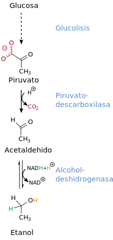 Rutas metabólicas: tipos y principales rutas
