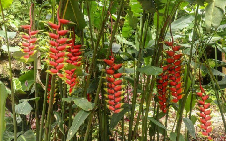 Heliconia rostrata: qué es, características, hábitat y usos