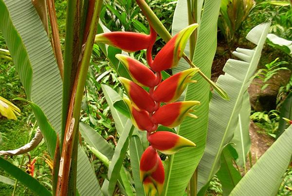 Flora y fauna de Ecuador