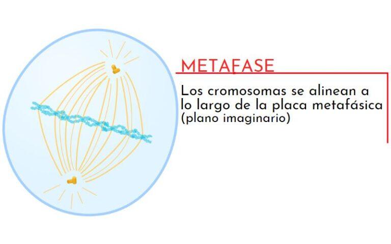 Metafase: qué es, en mitosis y en meiosis