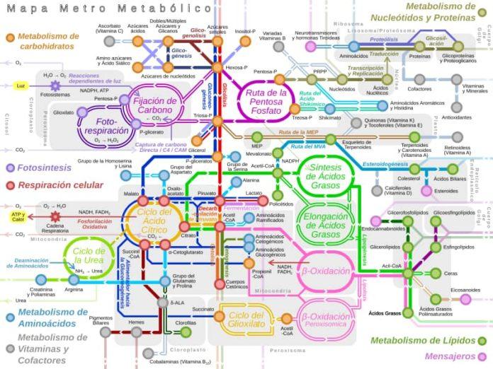 Rutas metabólicas: tipos y principales rutas