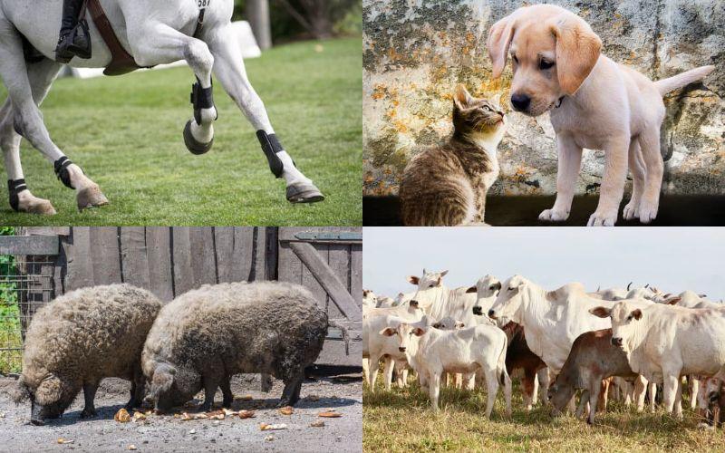 Animales cuadrúpedos: qué son, características y ejemplos