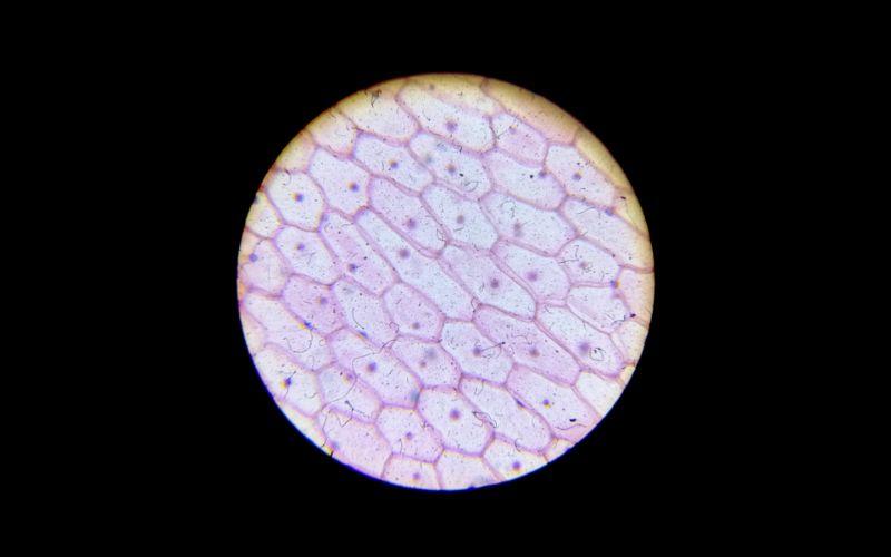 Celula De Bulbo De Cebola