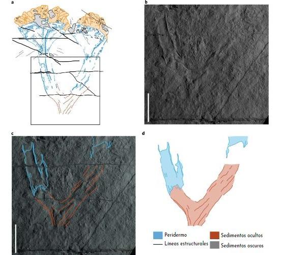 Fauna de Ediacara: qué es, origen, características, extinción