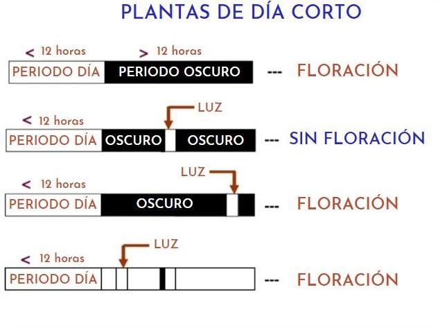 Fotoperíodo: qué es, fotoperíodo en plantas y en animales