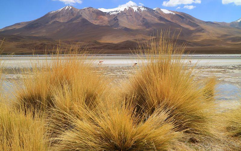 Ichu: qué es, características, hábitat, distribución y usos