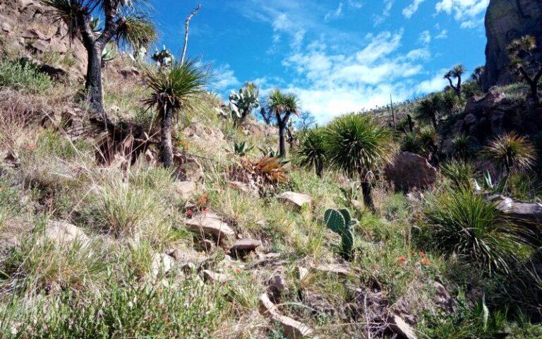 Matorral xerófilo: qué es, características, hábitat, flora y fauna Matorral xerófilo: qué es, características, hábitat, flora y fauna