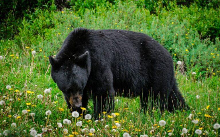 Oso negro americano: qué es, características, hábitat, reproducción