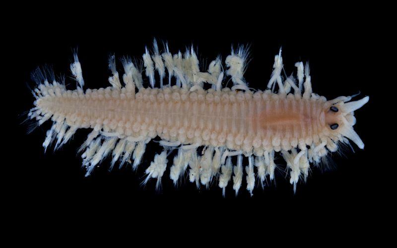 Protostomados: qué son, características, taxonomía, especies