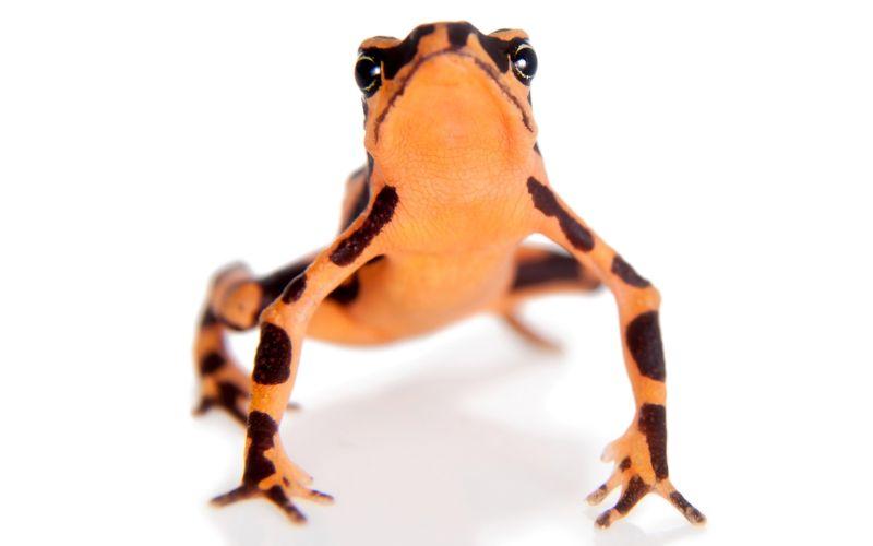 Rana jambato: qué es, características, hábitat, alimentación, reproducción