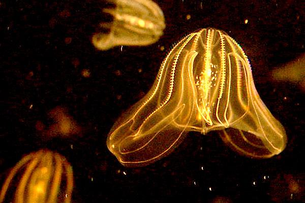 Ctenóforos: qué son, características, reproducción, nutrición, especies