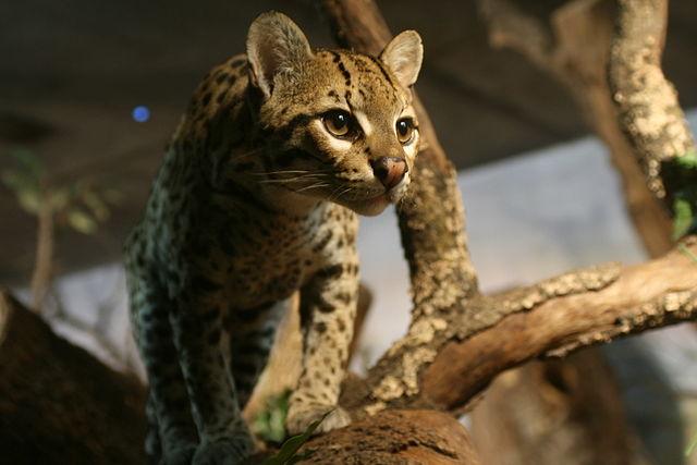 Ocelote (Leopardus pardalis): qué es, características, peligro de extincion