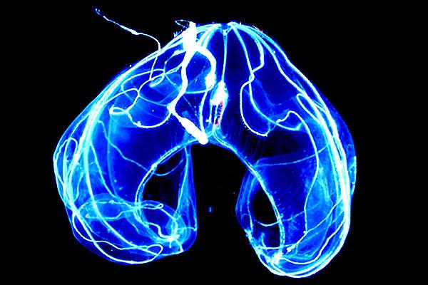 Ctenóforos: qué son, características, reproducción, nutrición, especies