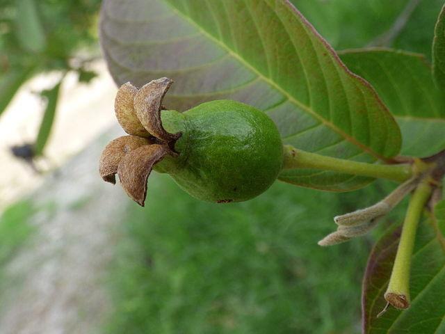 Guayaba: qué es, características, hábitat, usos y propiedades