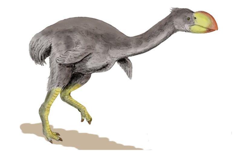 Neógeno: qué es, características, clima, subdivisiones, flora, fauna