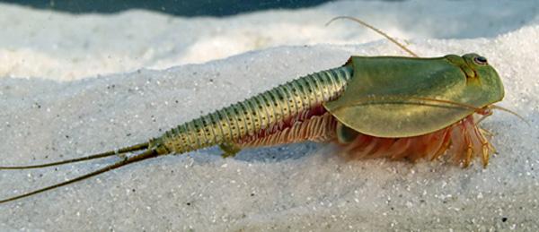 Branchiopoda: qué son, características, reproducción, alimentación