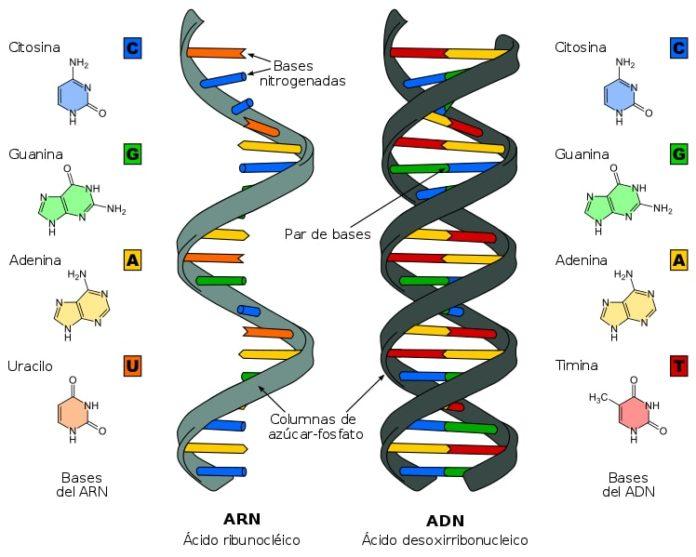 Bases nitrogenadas: qué son, clasificación, funciones