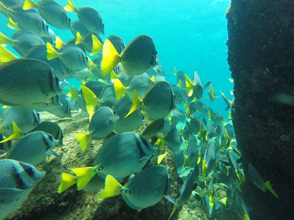 Peces: qué son, características, sistemas, reproducción