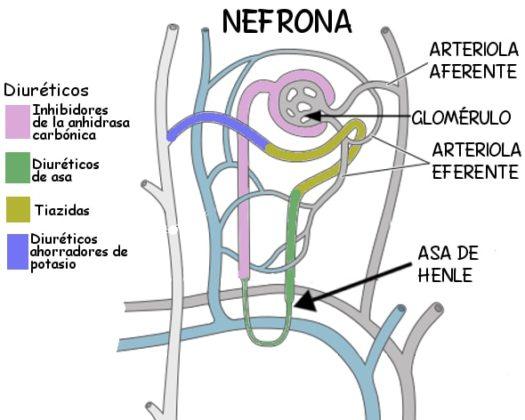 Nefrona: características, partes, funciones, tipos e histología