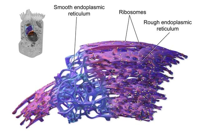 Microsomas: características, tipos y funciones