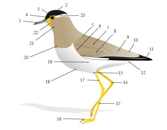 Sistema digestivo de las aves: qué es, partes, microflora