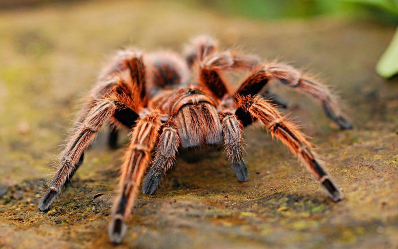 Aracnología: qué estudia, historia, campo de estudio, aplicaciones