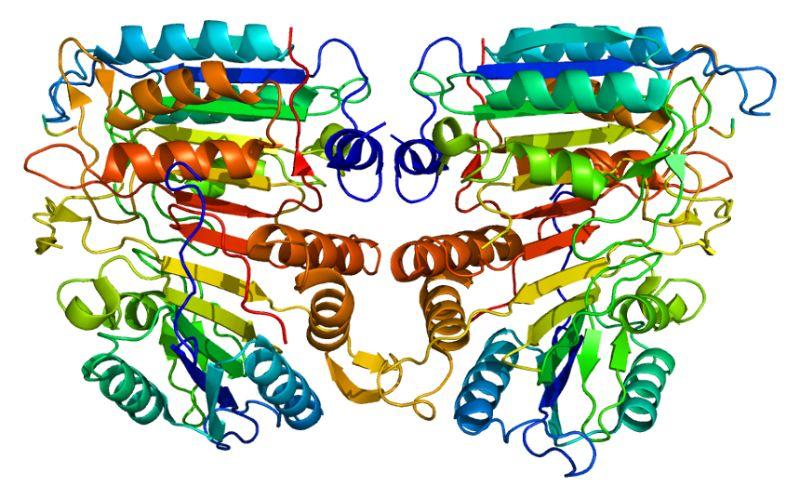 Caspasas: qué son, estructura, tipos y funciones
