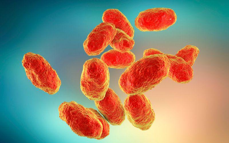 Cocobacilo: qué es, morfología, ejemplos de especies